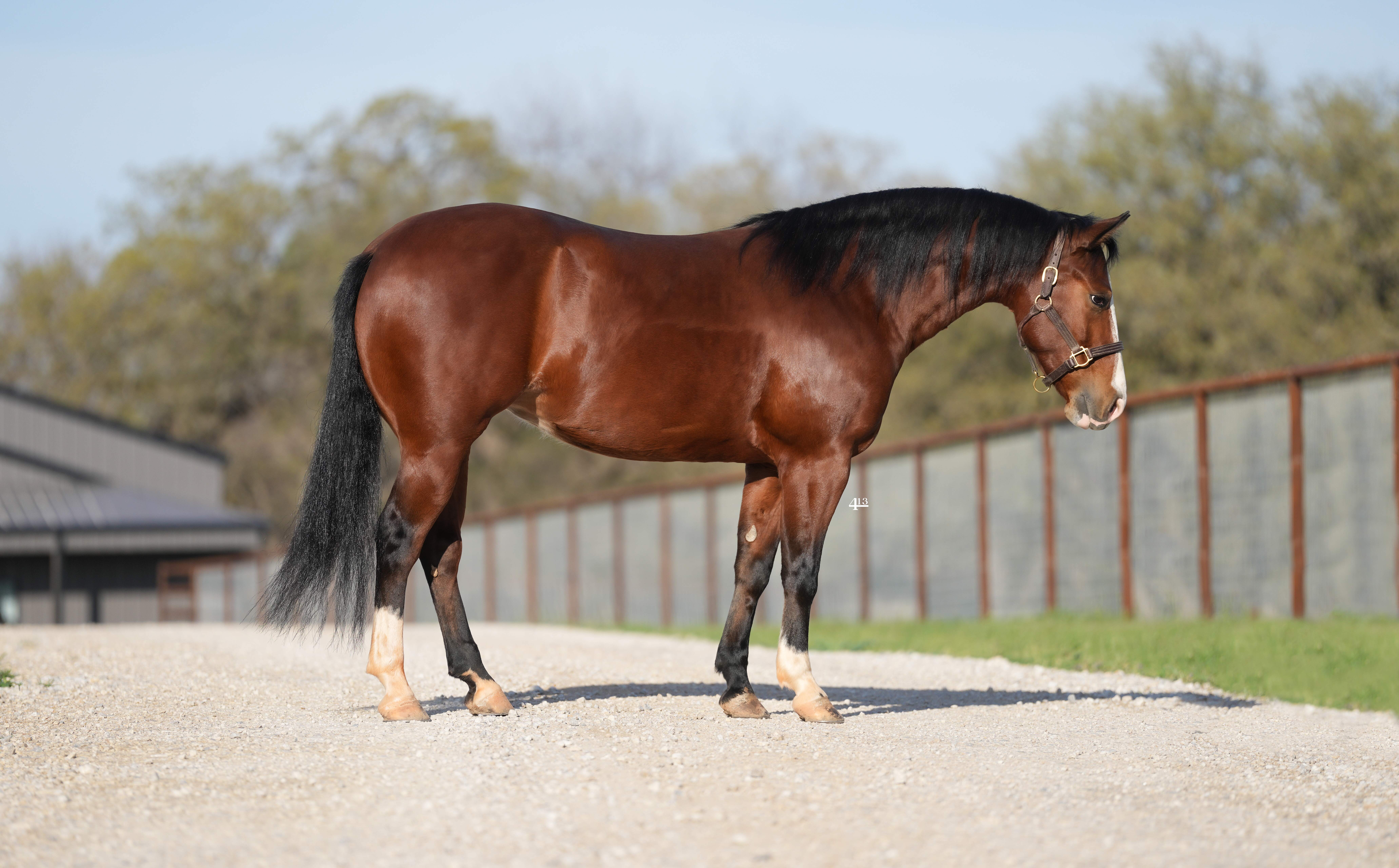 PRADA | Horse Bid, LLC