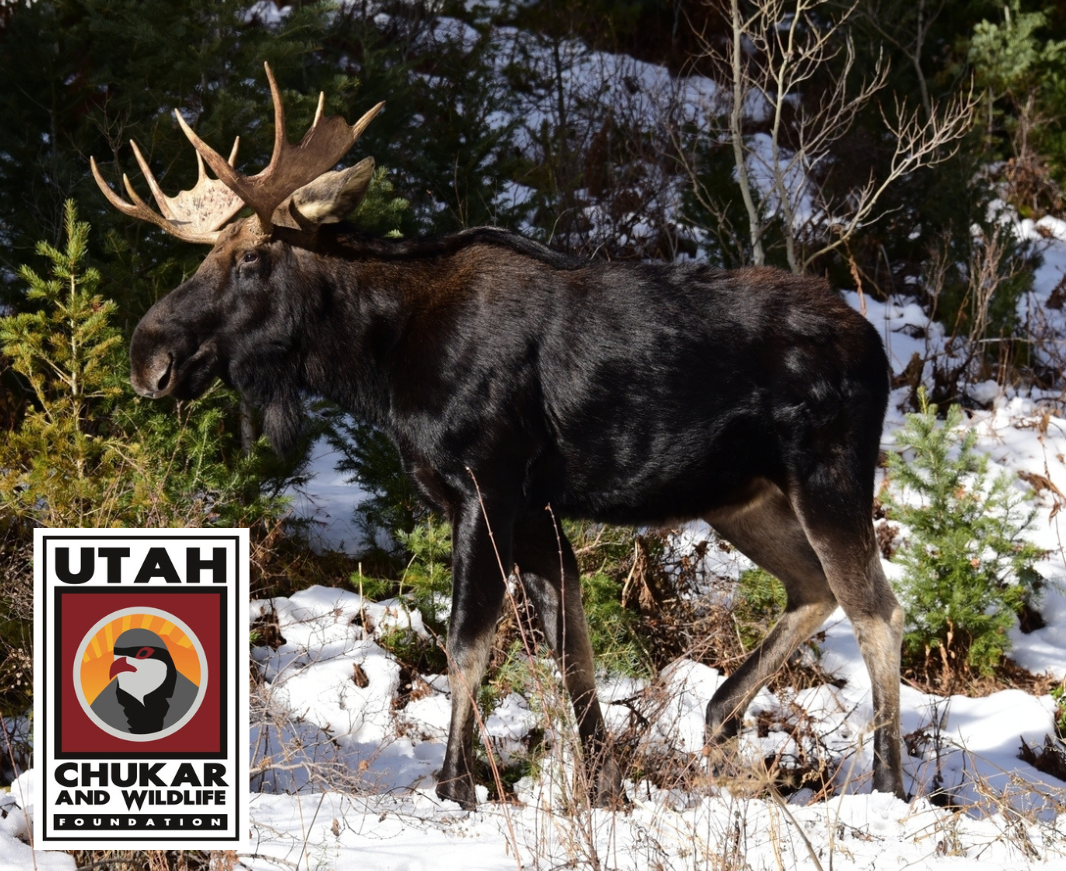 Cache Bull Moose Tag for Auction | Utah Wildlife Forum
