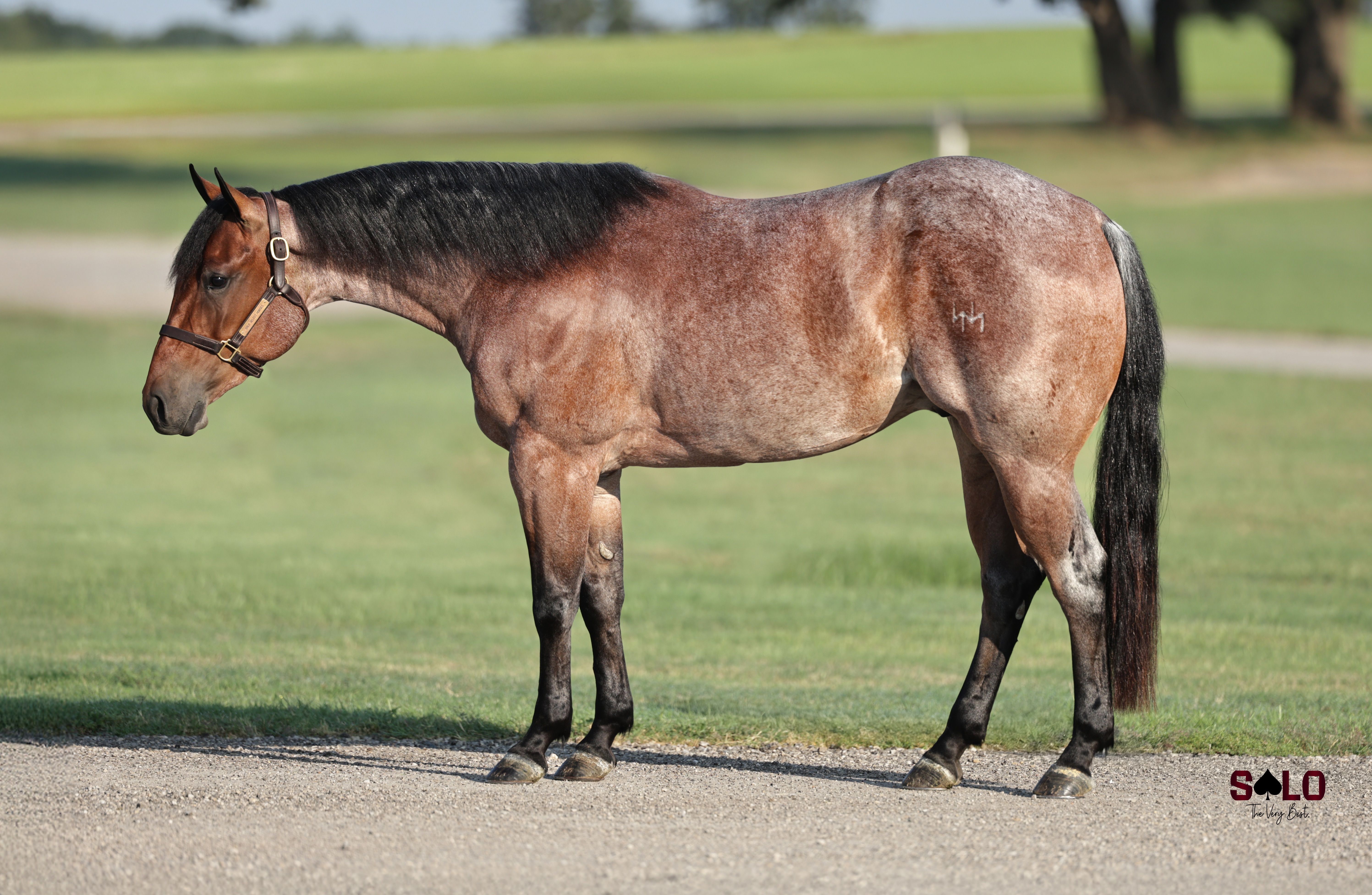 Whats One More | Select Horse Sales LLC