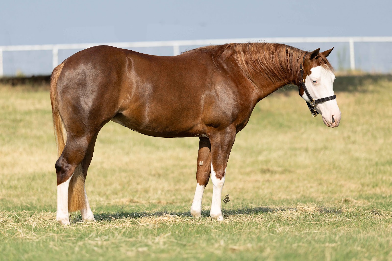 ARABELLA | Horse Bid, LLC