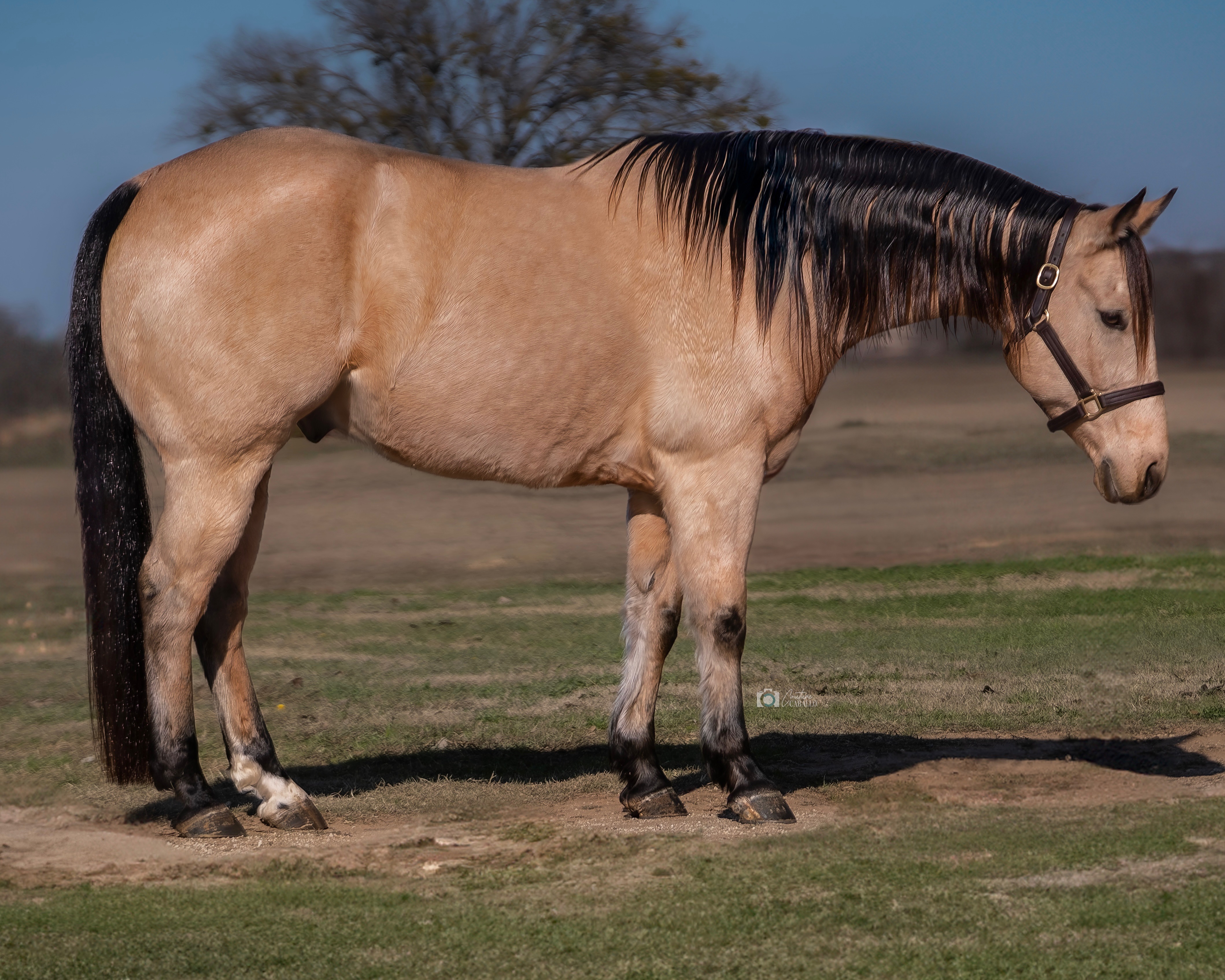 BUCK | Horse Bid, LLC