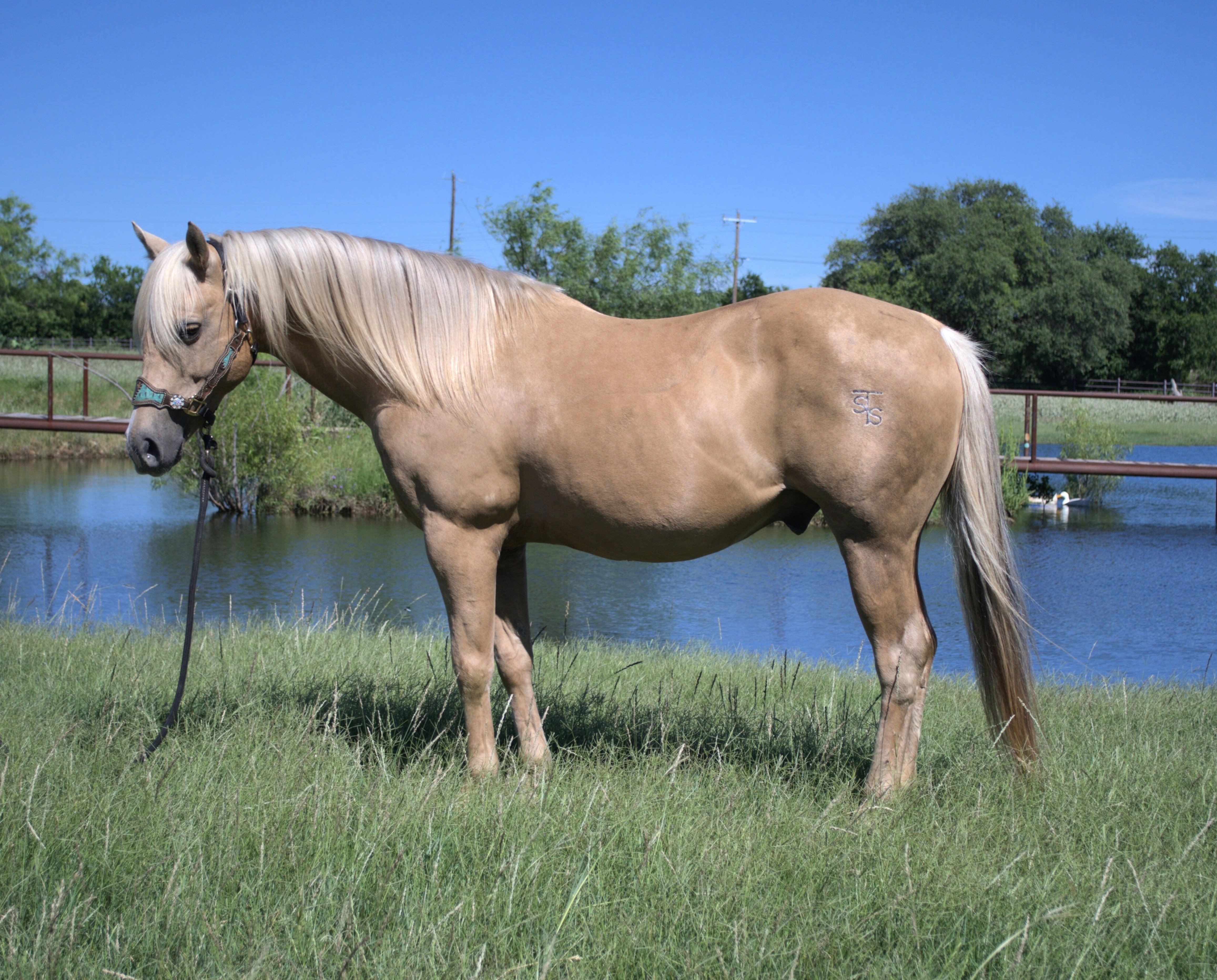 ROLO The Family Man | Horse Bid, LLC