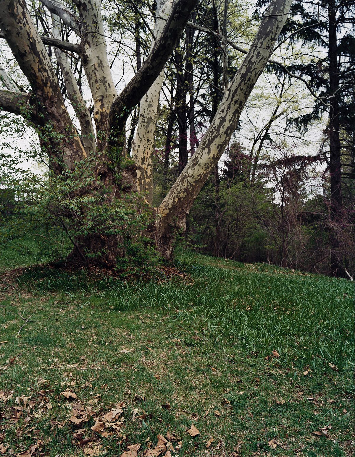 DAVID HILLIARD (1964 - ) Paul Coerced, a diptych. | Swann Galleries App