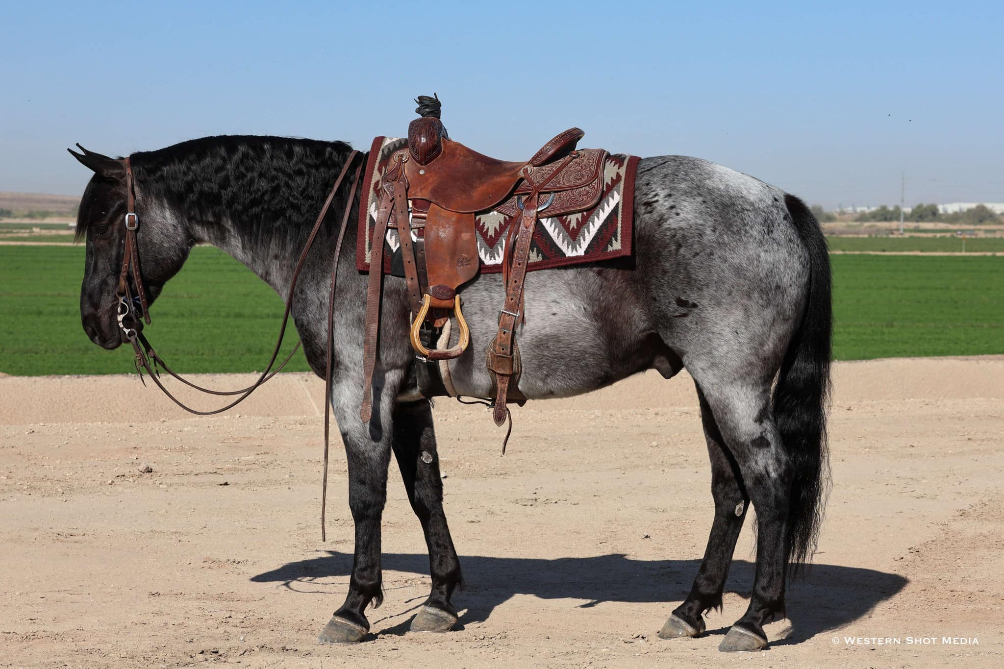 DOLLAR 𝐶𝑟𝑜𝑤𝑛𝑠 𝐵𝑙𝑢𝑒 𝐽𝑜 𝐽𝑜 | Horse Bid, LLC