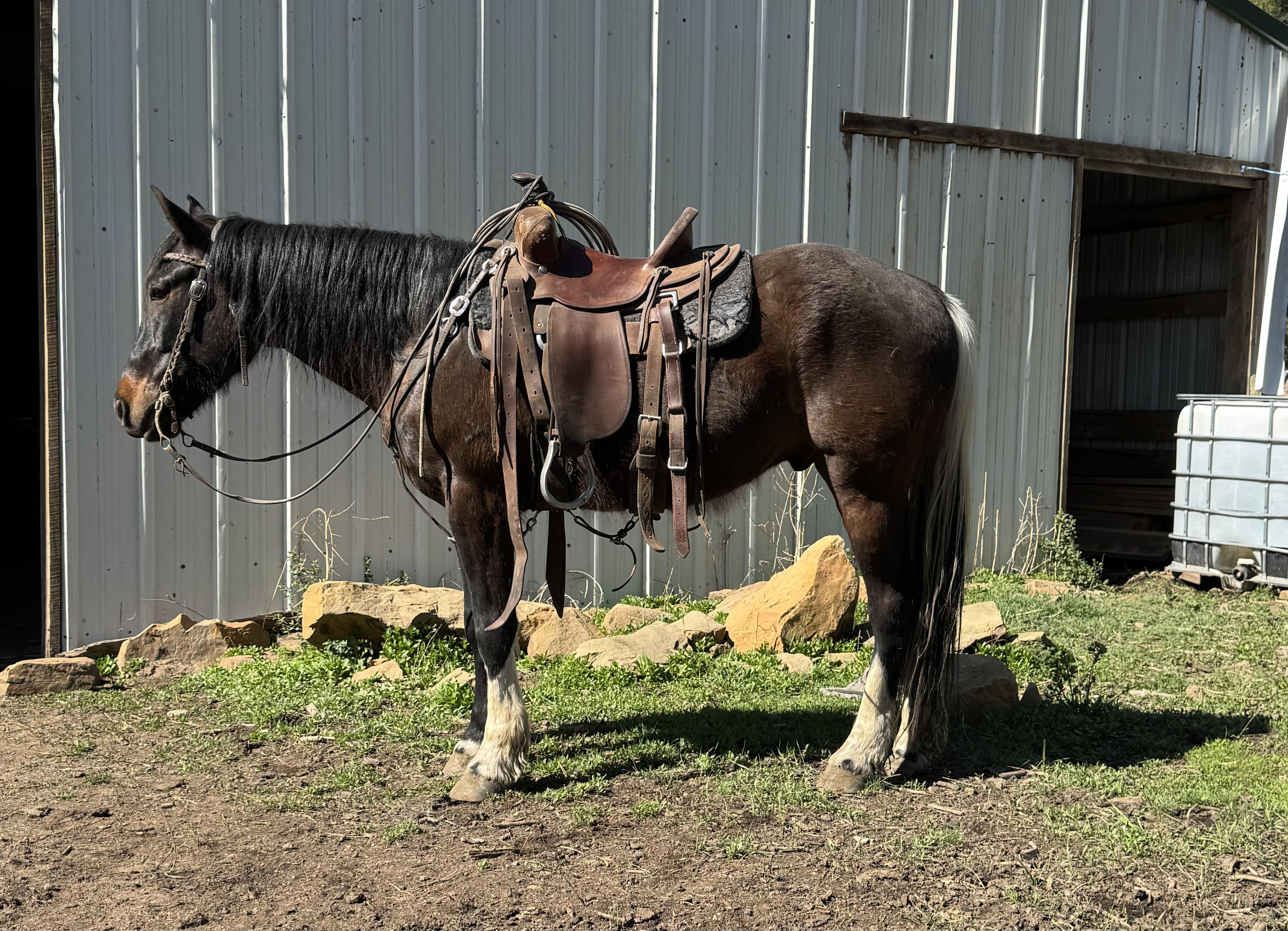 SKUNK | Gold Buckle Horse Sale LLC