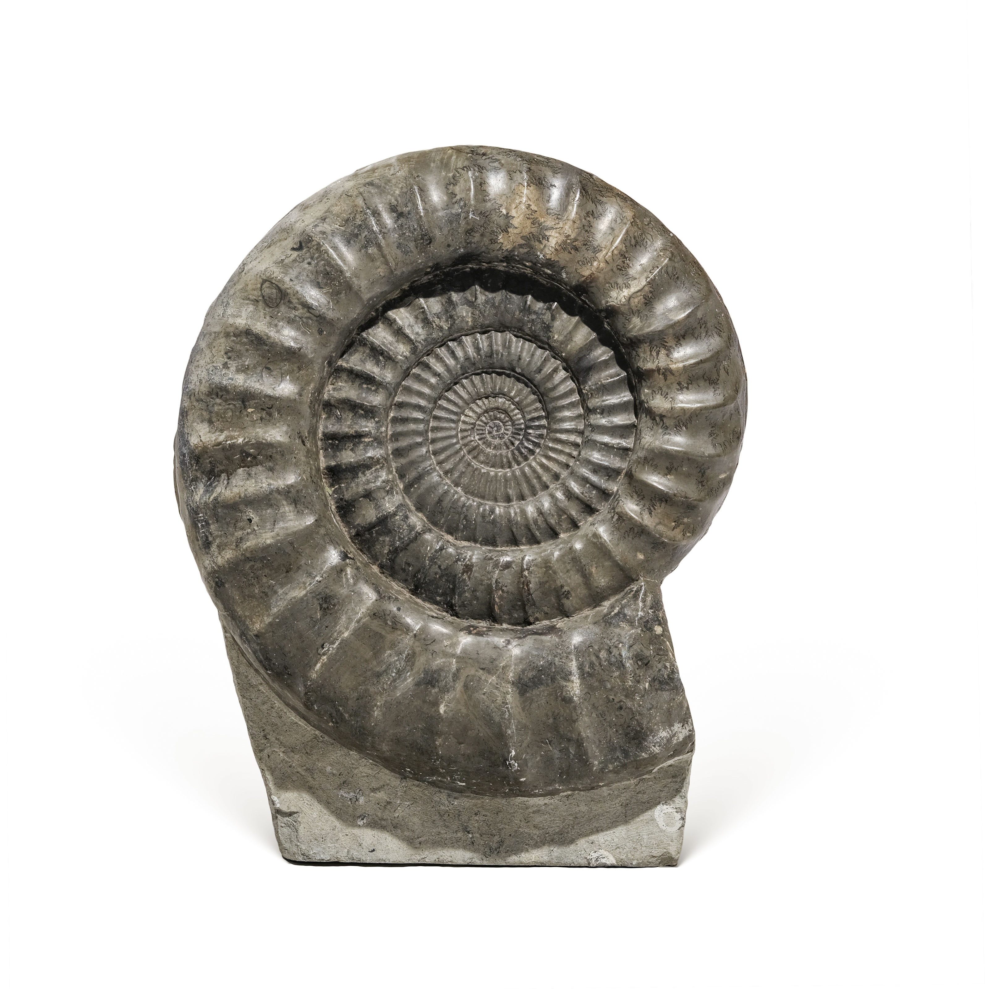 Ammonite Arietite, France (Meurthe-et-Moselle, Région de Nancy ...