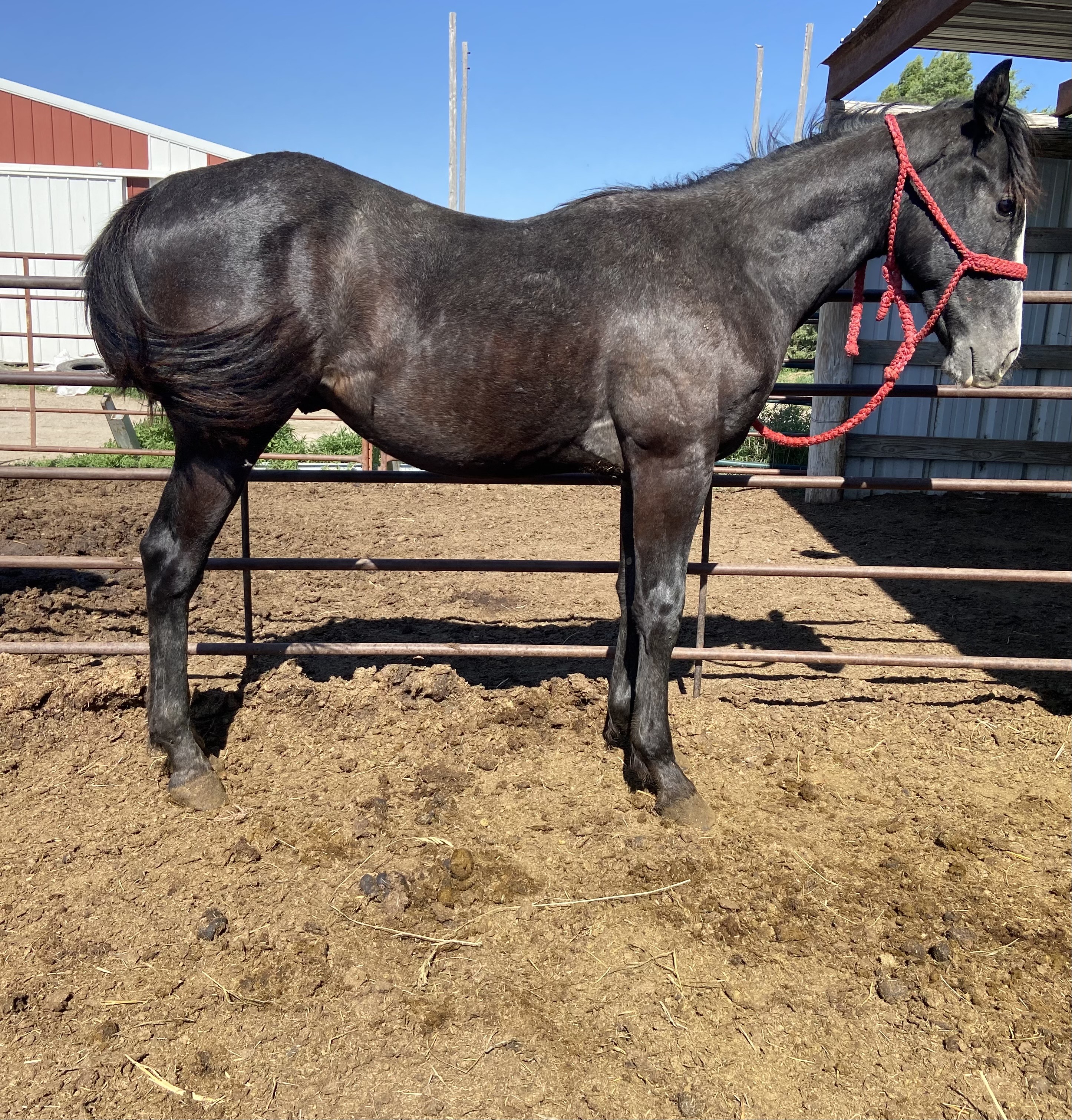 2024 Grey Colt | Gold Buckle Horse Sale LLC