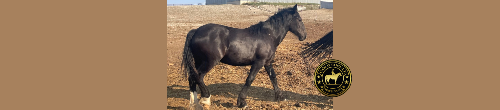 SiS (Yearling Shire Percheron Cross) | Gold Buckle Horse Sale LLC