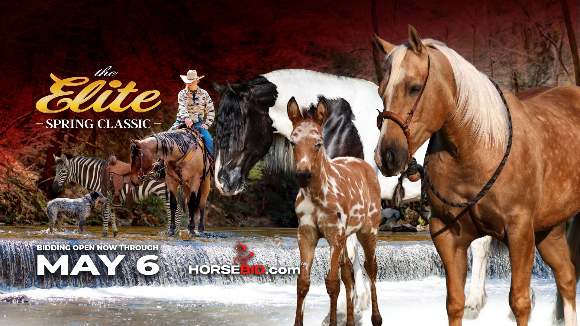 Upcoming Auctions | Horse Bid, LLC
