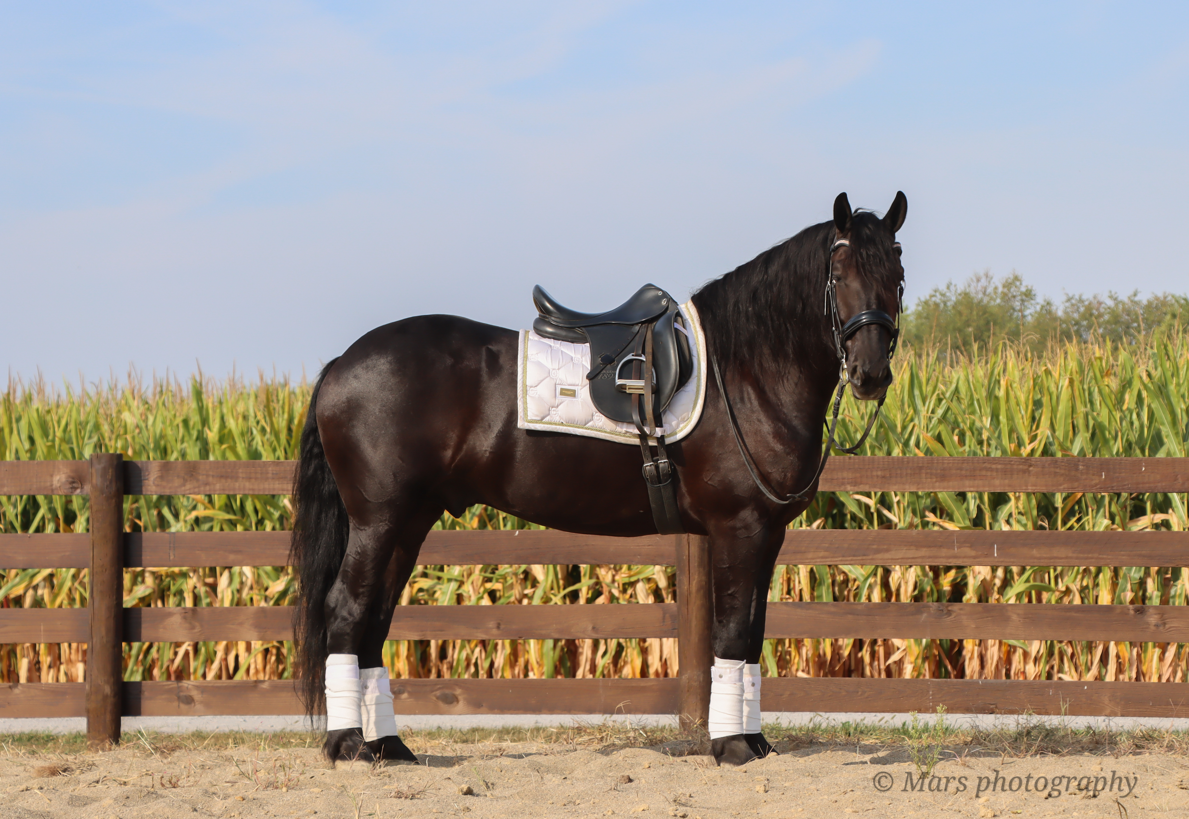 ACE | Horse Bid, LLC