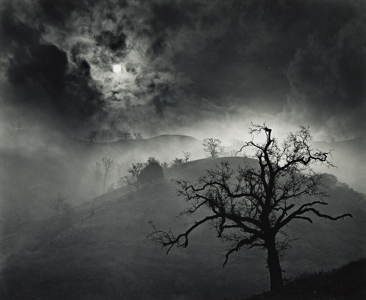 WYNN BULLOCK (1902-1975) Stark Tree #483. 1956; printed 1960s. | Swann ...