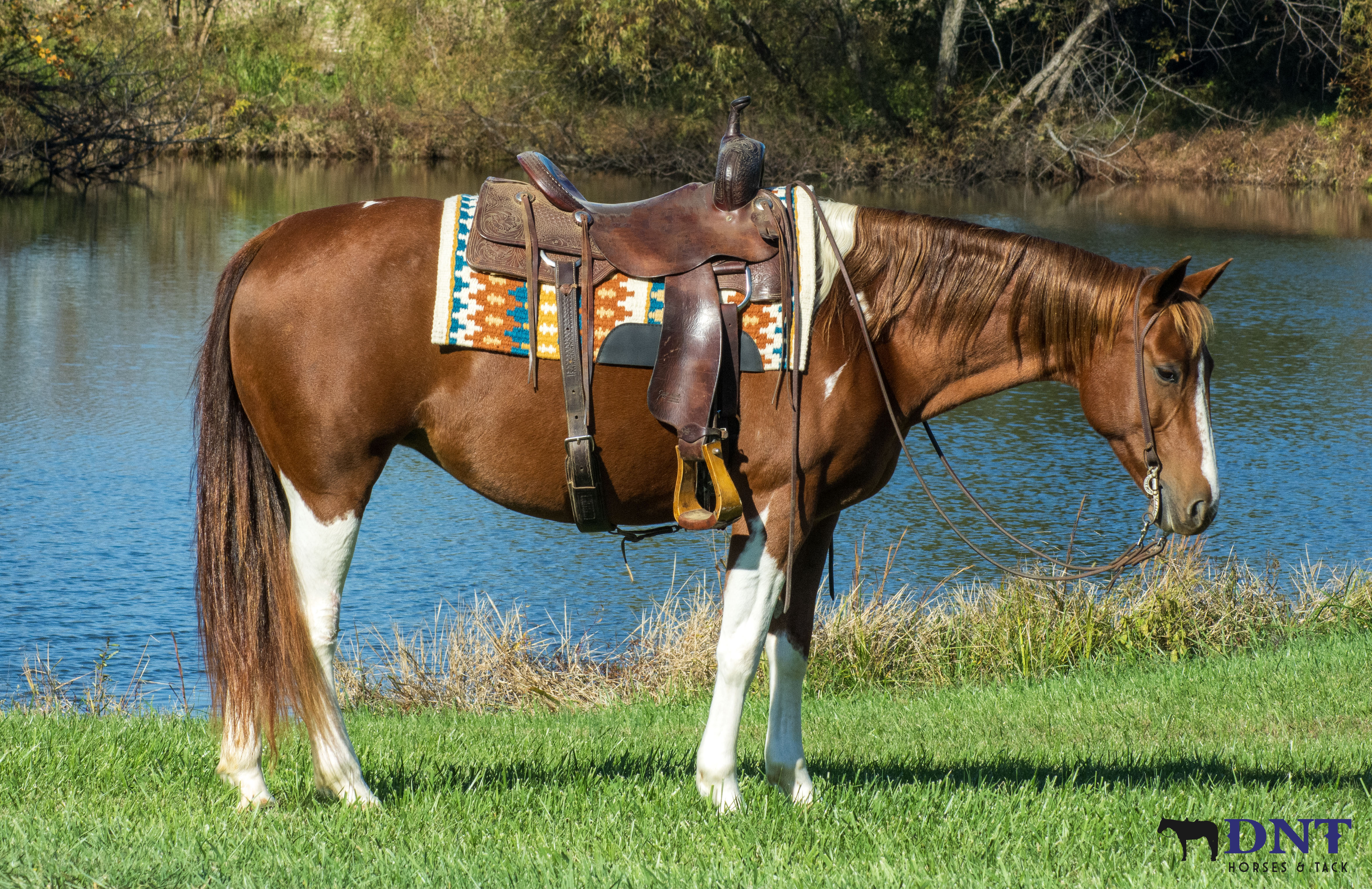 FANCY | Horse Bid, LLC