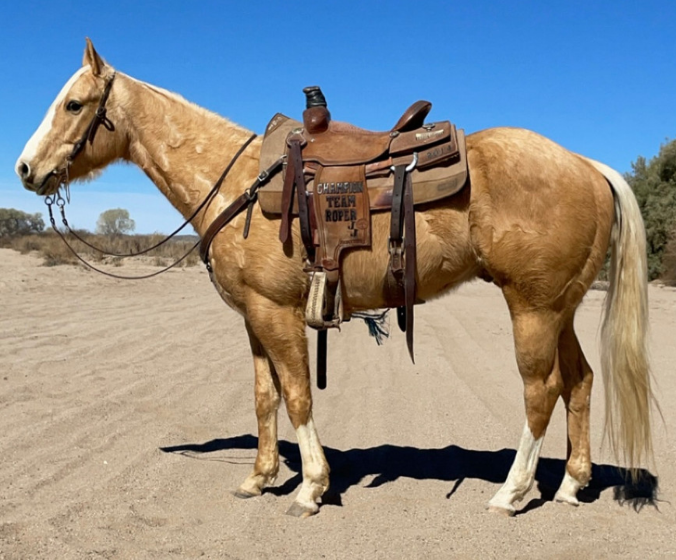 2020 AQHA Golden Palomino | Gold Buckle Horse Sale LLC