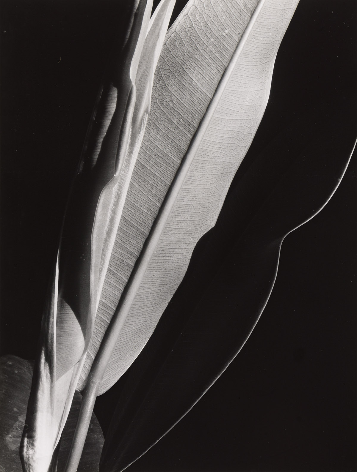 IMOGEN CUNNINGHAM (1883-1976) Rubber Plant. 1929; printed early 1970s ...