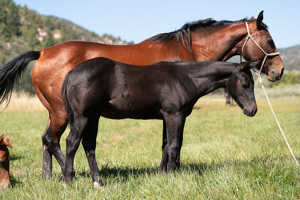SPH Shines Smokeshow (2024 Black Colt) | Gold Buckle Horse Sale LLC
