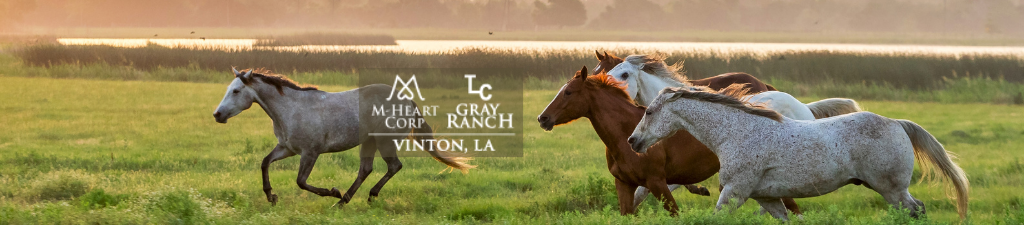 Gray Ranch Sale | Gold Buckle Horse Sale LLC